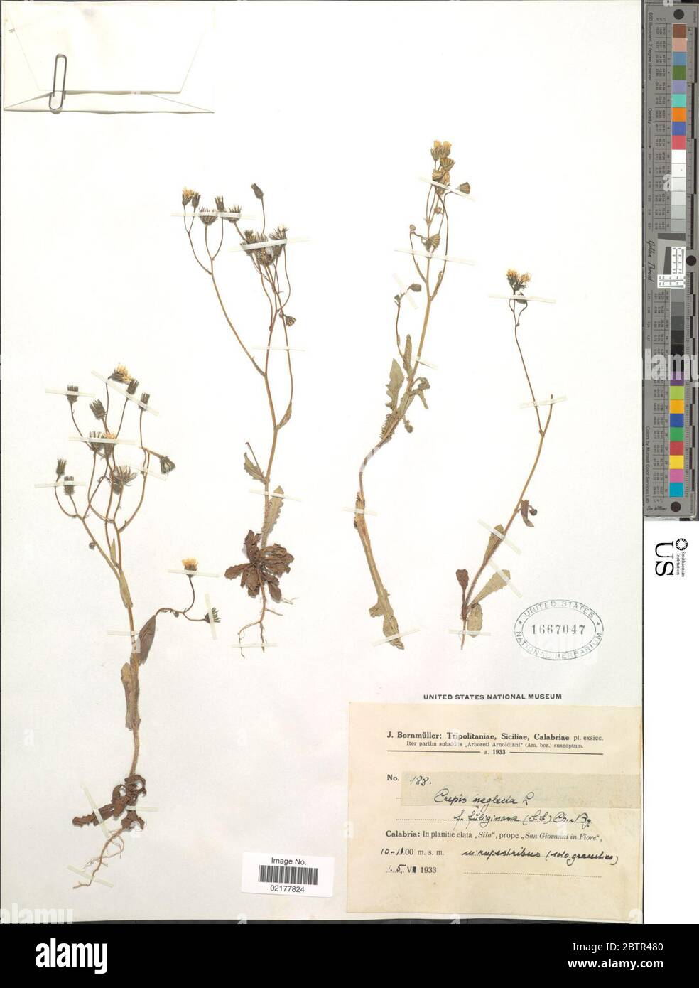 Crepis neglecta L Stock Photo - Alamy