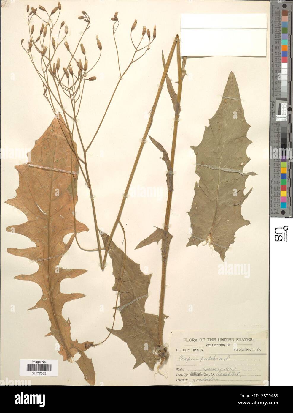 Crepis pulchra hi-res stock photography and images - Alamy