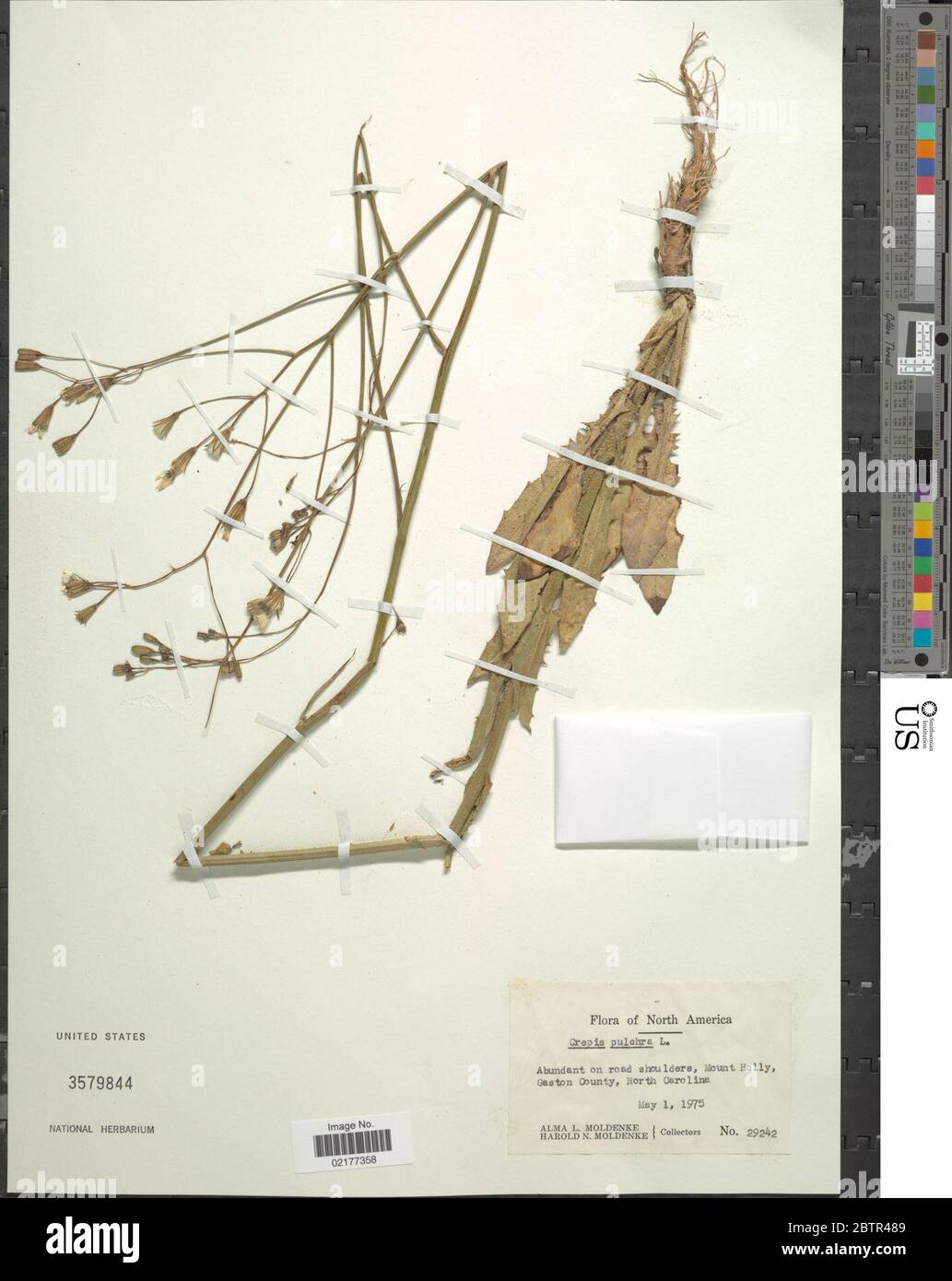 Crepis pulchra hi-res stock photography and images - Alamy