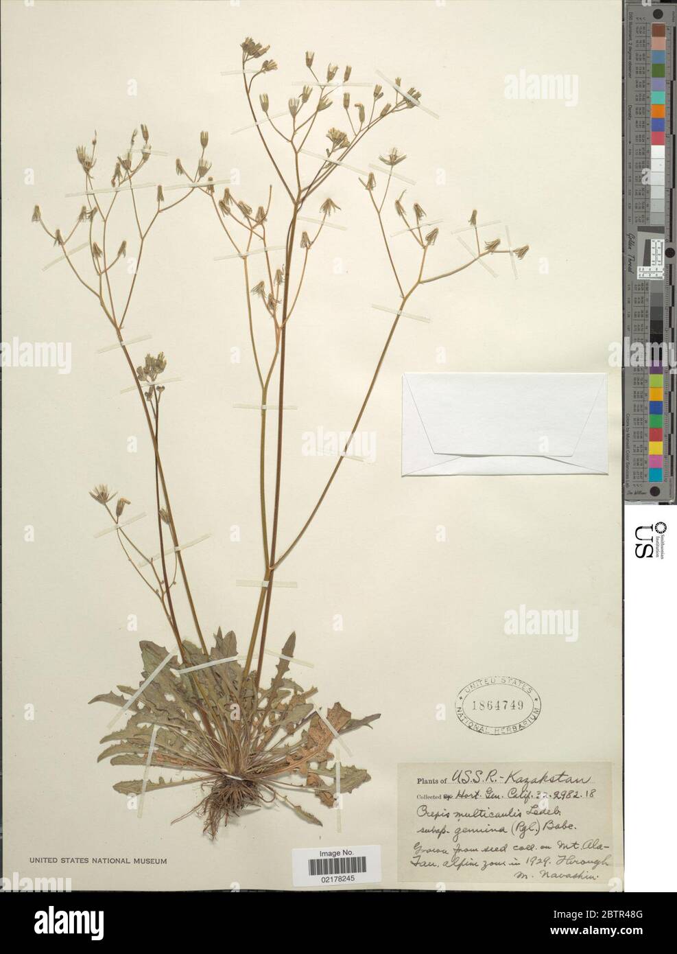 Crepis multicaulis Ledeb Stock Photo - Alamy