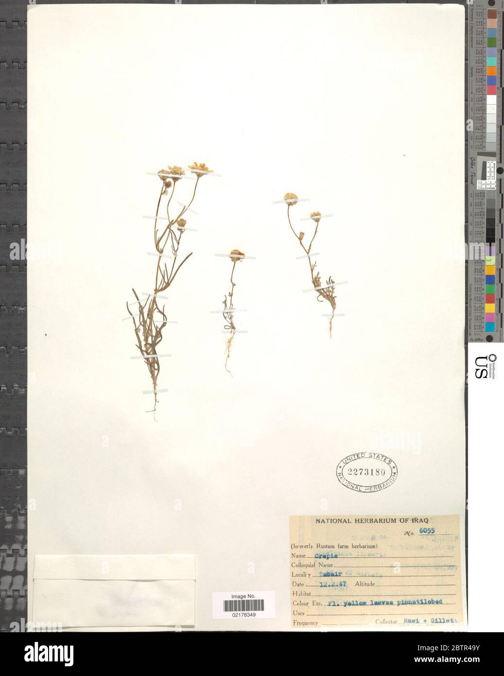 Crepis sp hi-res stock photography and images - Alamy