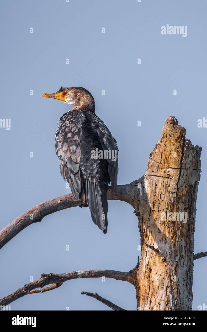 White breasted Cormorant & African Reed Cormorant From Lake Naivasha ...