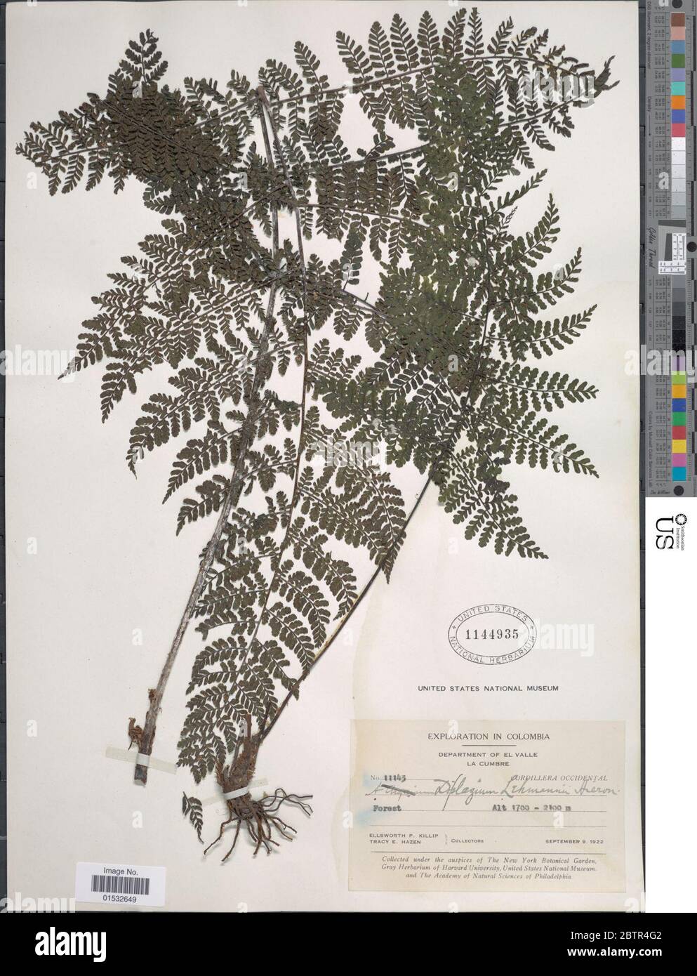 Alienum hi-res stock photography and images - Alamy