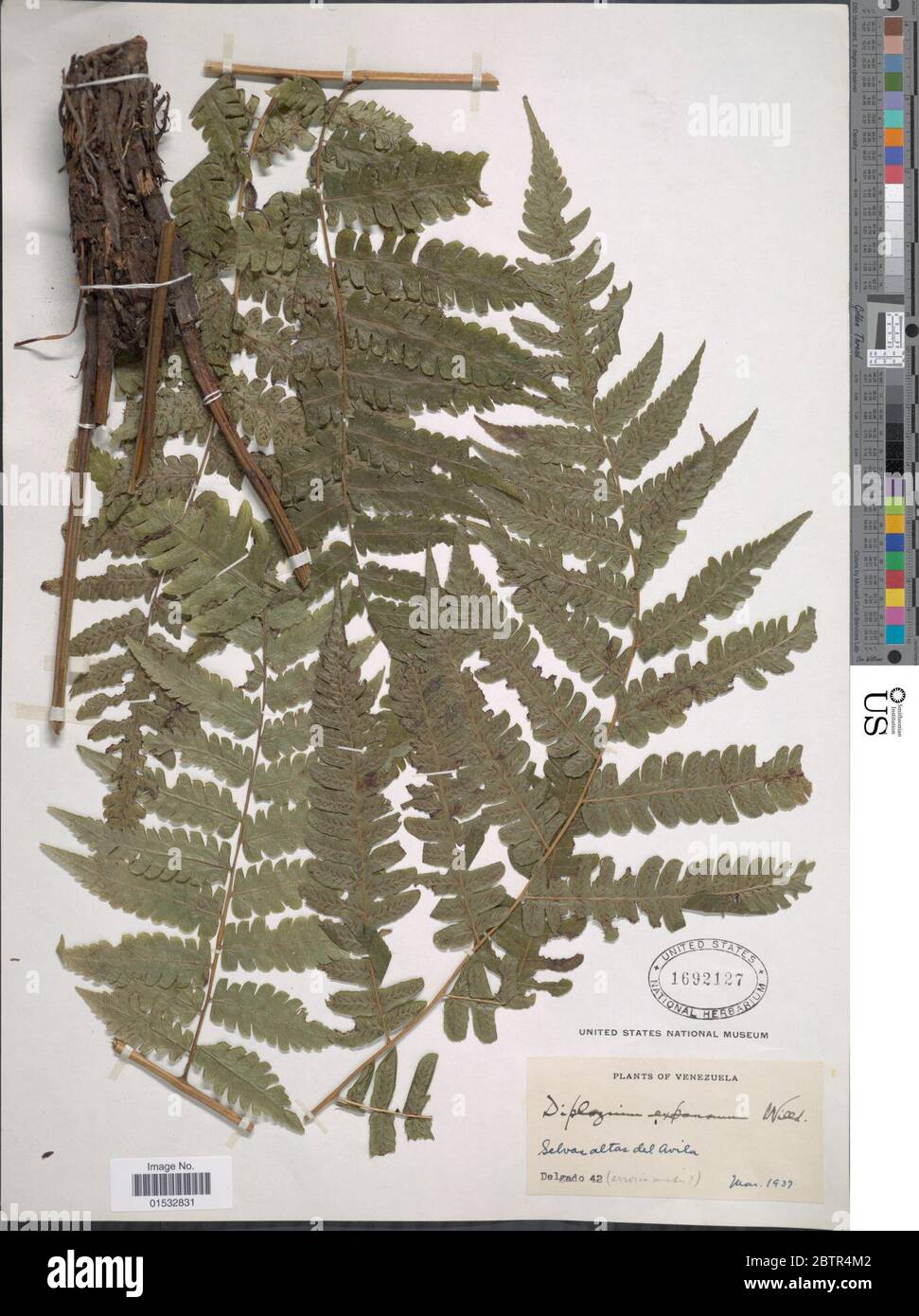 Expansum hi-res stock photography and images - Alamy