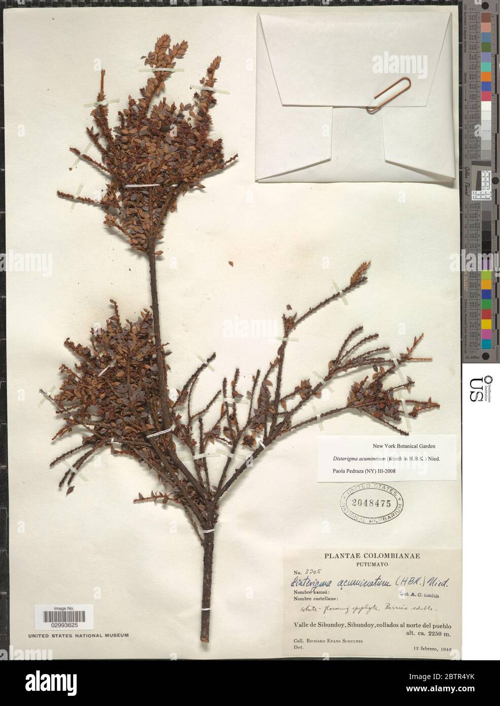 Disterigma acuminatum Kunth Nied Stock Photo - Alamy