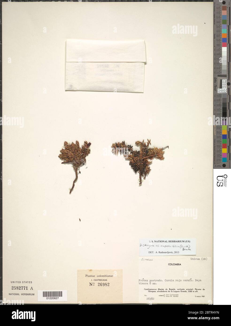 Disterigma empetrifolium Kunth Drude Stock Photo - Alamy