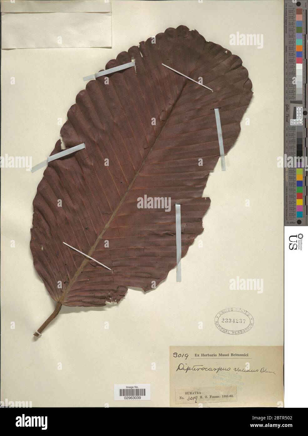 Dipterocarpus validus Blume Stock Photo - Alamy