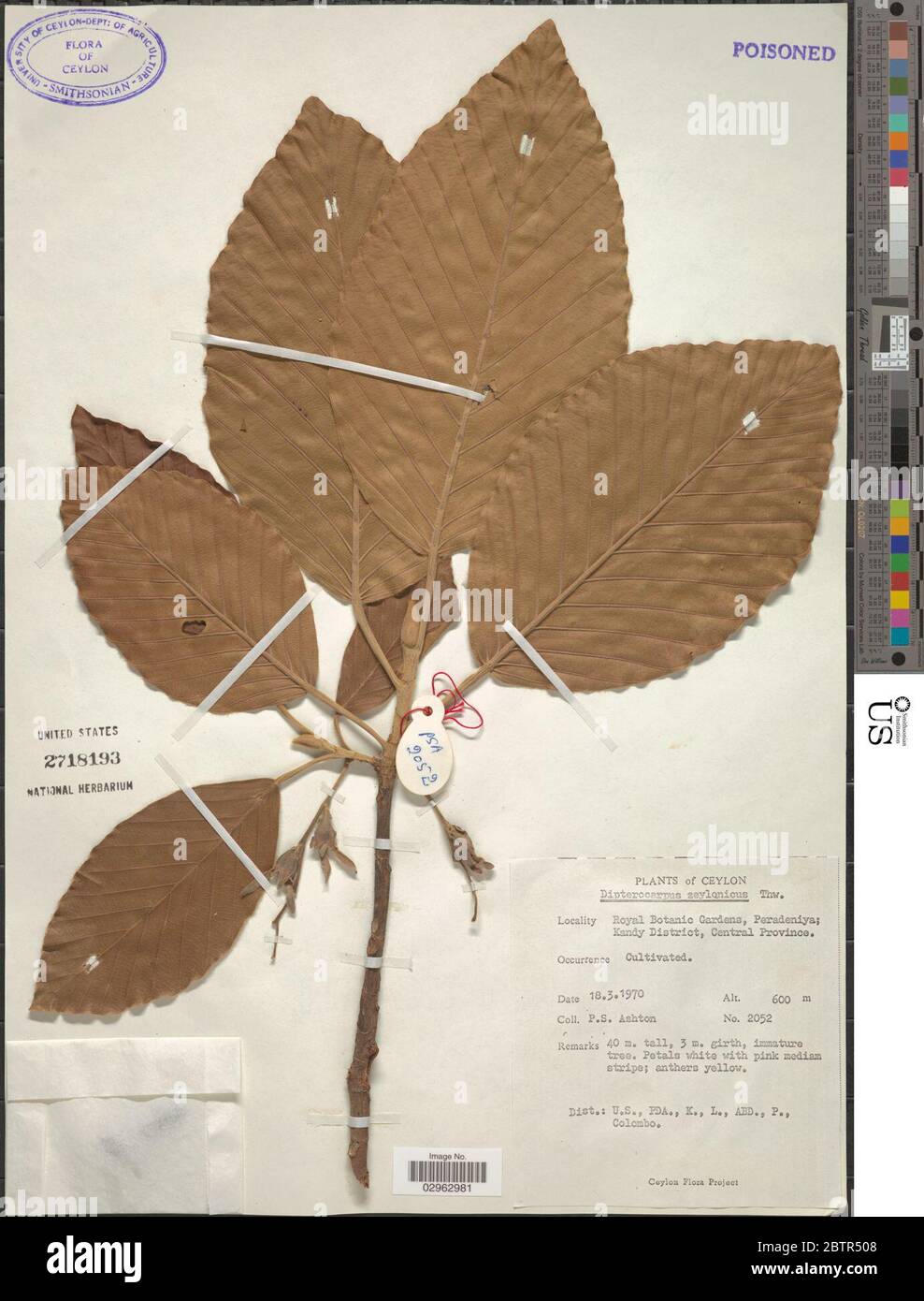 Dipterocarpus zeylanicus hi-res stock photography and images - Alamy