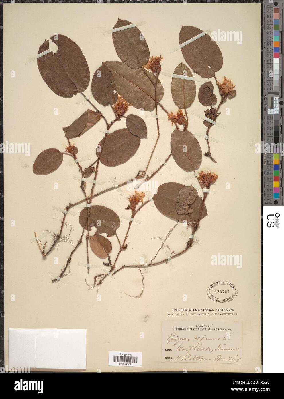 Epigaea High Resolution Stock Photography and Images - Alamy