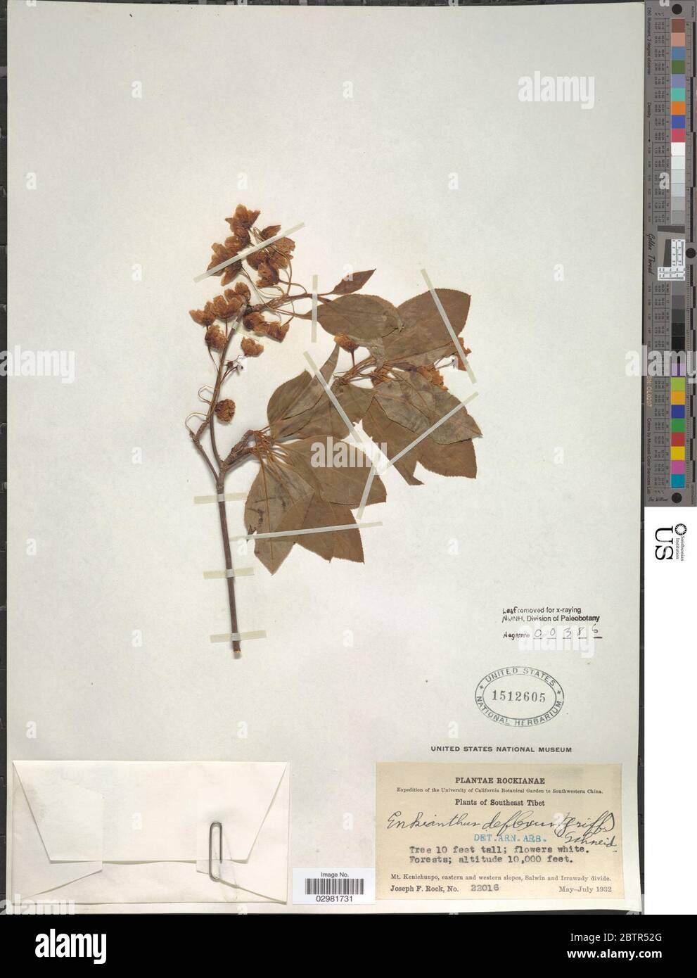 Enkianthus deflexus CK Schneid Stock Photo - Alamy