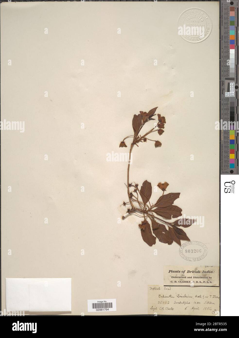 Enkianthus himalaicus hi-res stock photography and images - Alamy