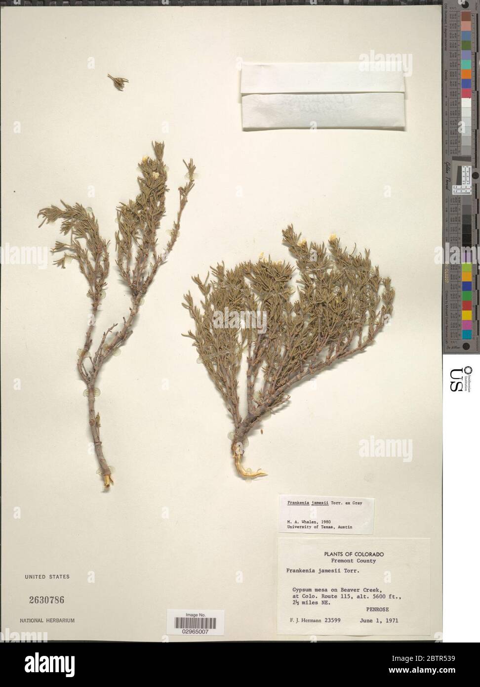 Jamesii hi-res stock photography and images - Alamy