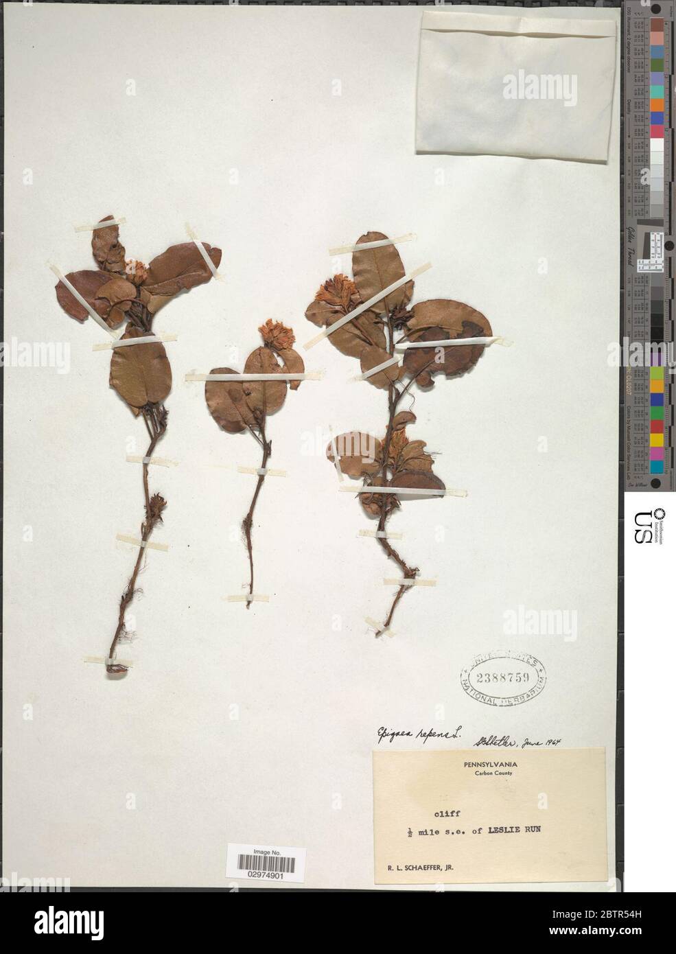 Epigaea repens hi-res stock photography and images - Alamy