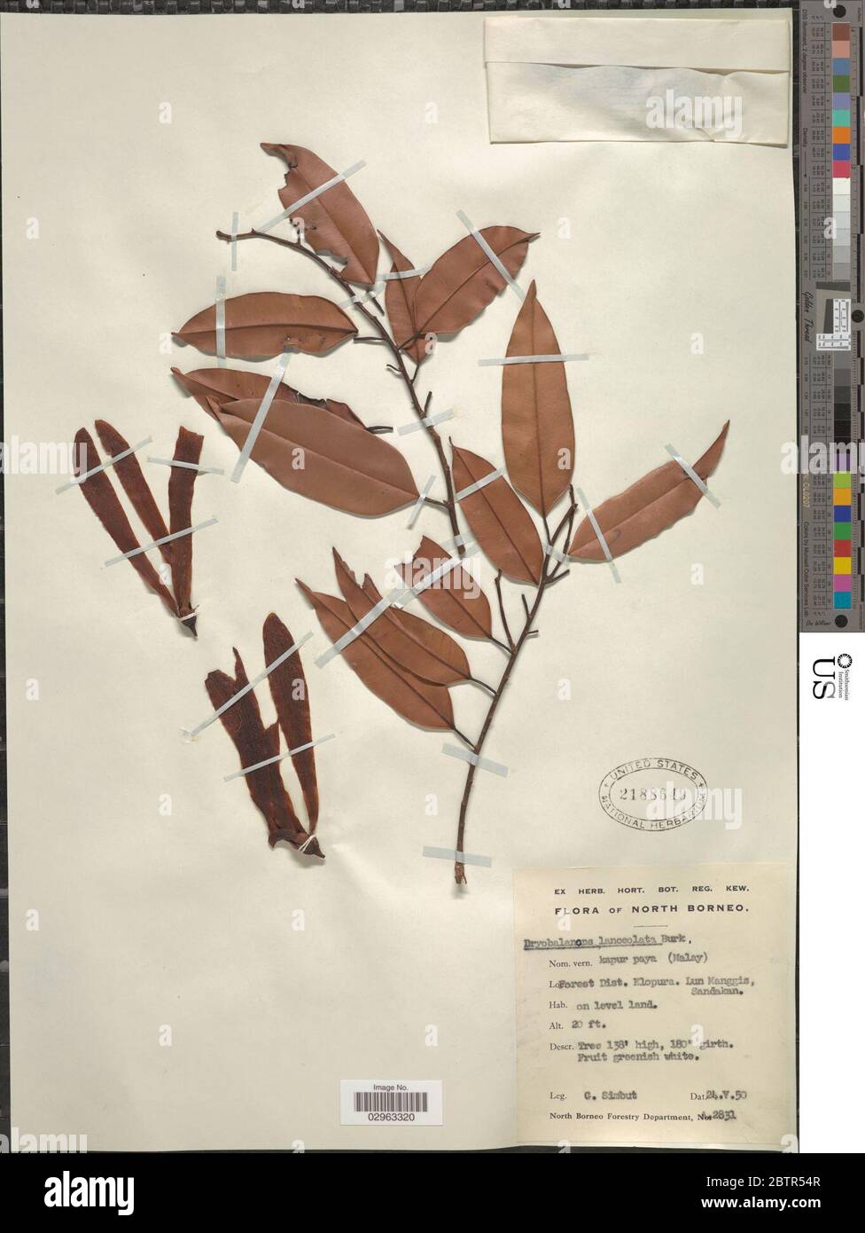 Dryobalanops lanceolata Burck Stock Photo - Alamy