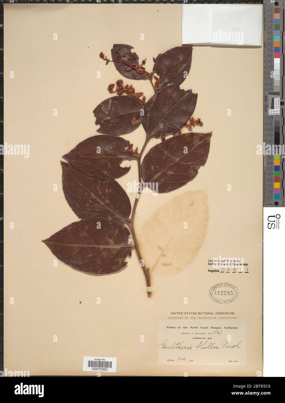 Gaultheria shallon pursh hi-res stock photography and images - Alamy