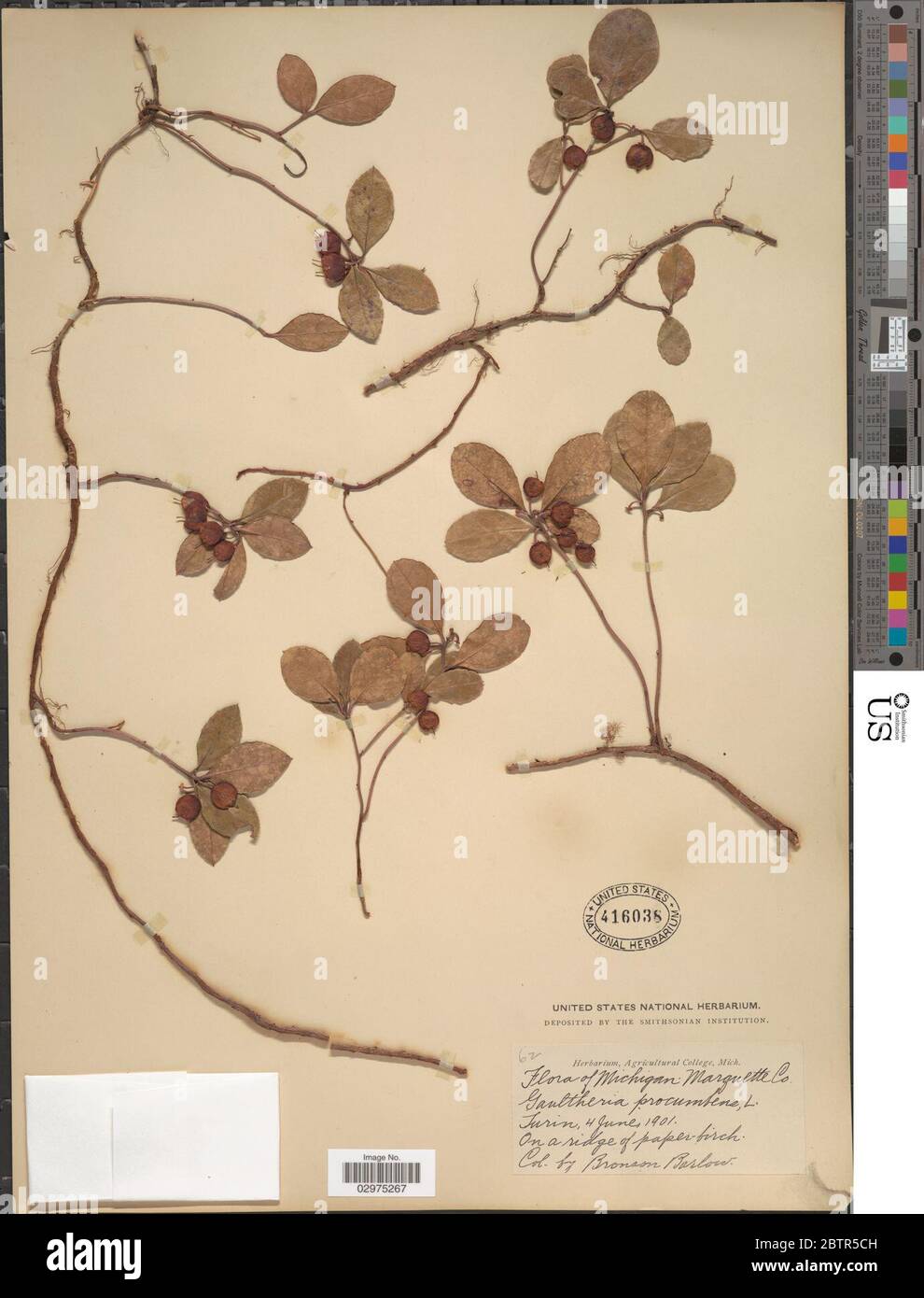 S procumbens hi-res stock photography and images - Alamy