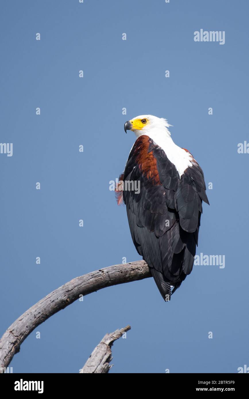 African sea eagles hi-res stock photography and images - Alamy