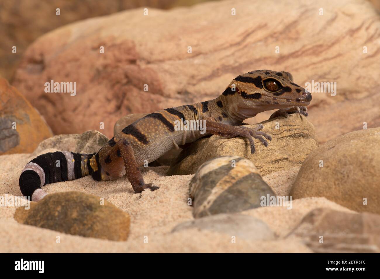 Chinese Tiger Gecko (Goniurosaurus araneus) in rocky desert scene Stock ...