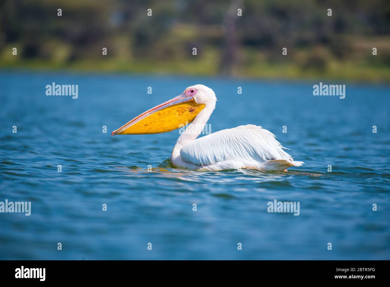 Great white pelicans from Lake Naivasha Stock Photo - Alamy