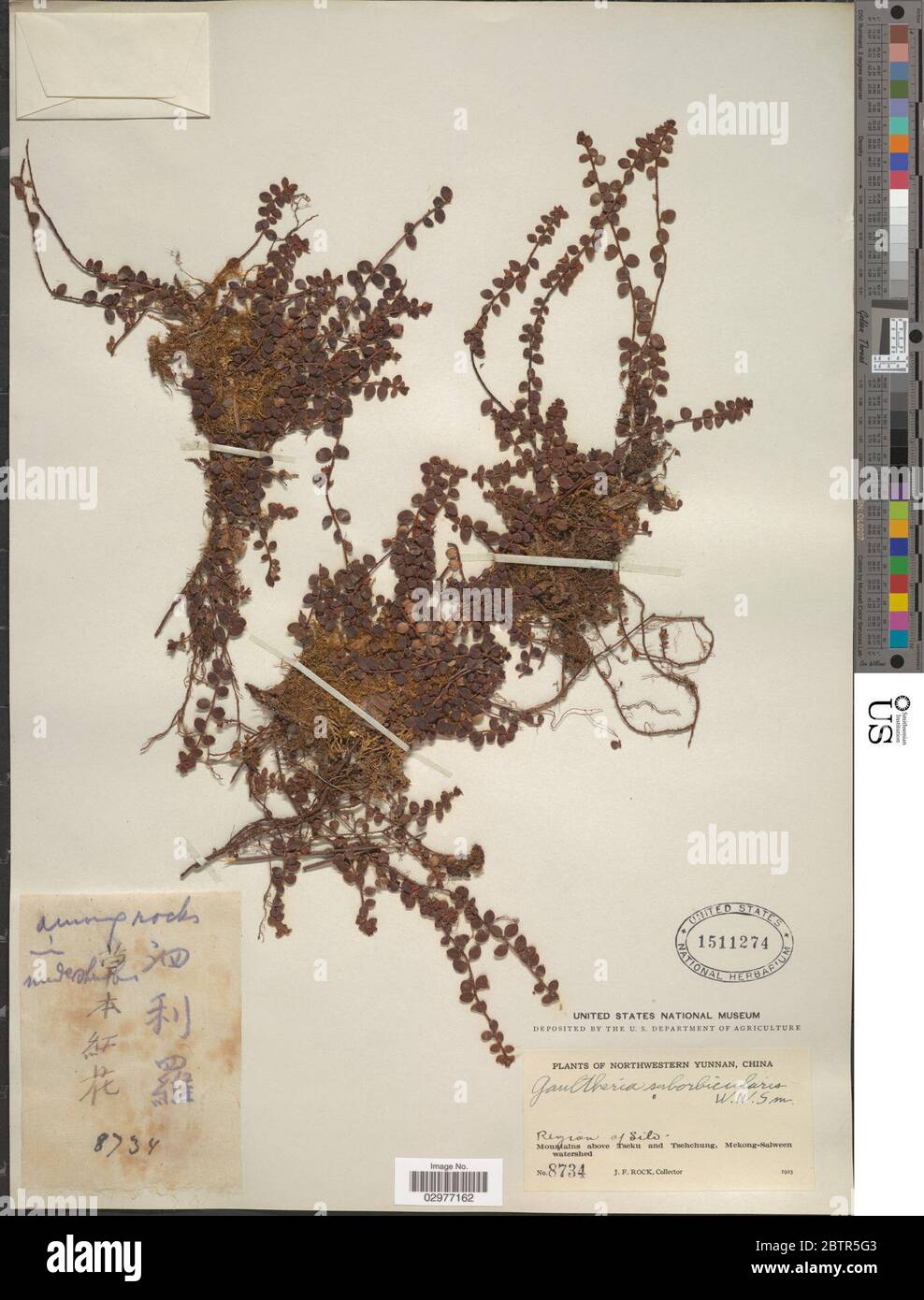 Suborbicularis hi-res stock photography and images - Alamy