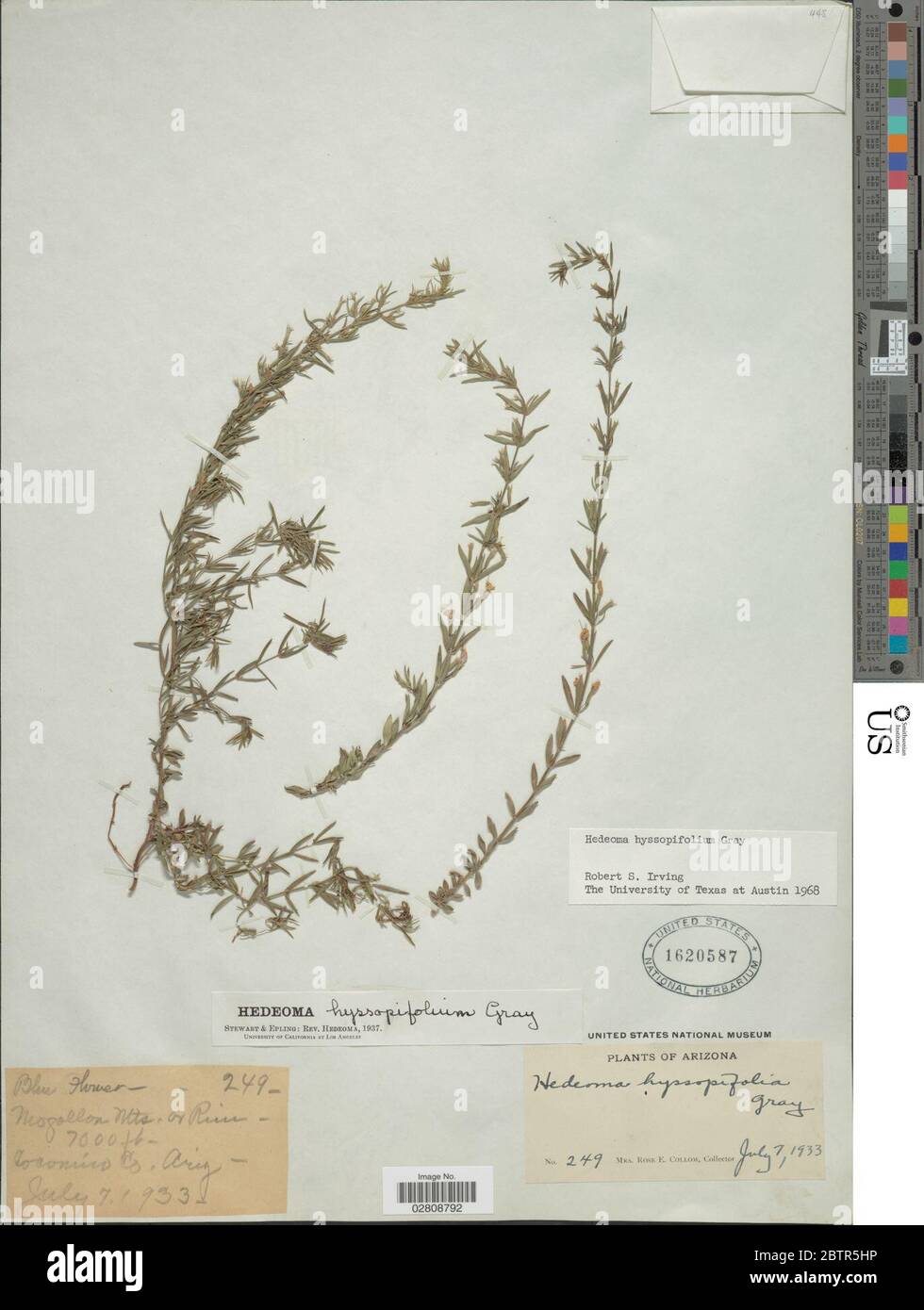 Hedeoma hi-res stock photography and images - Alamy