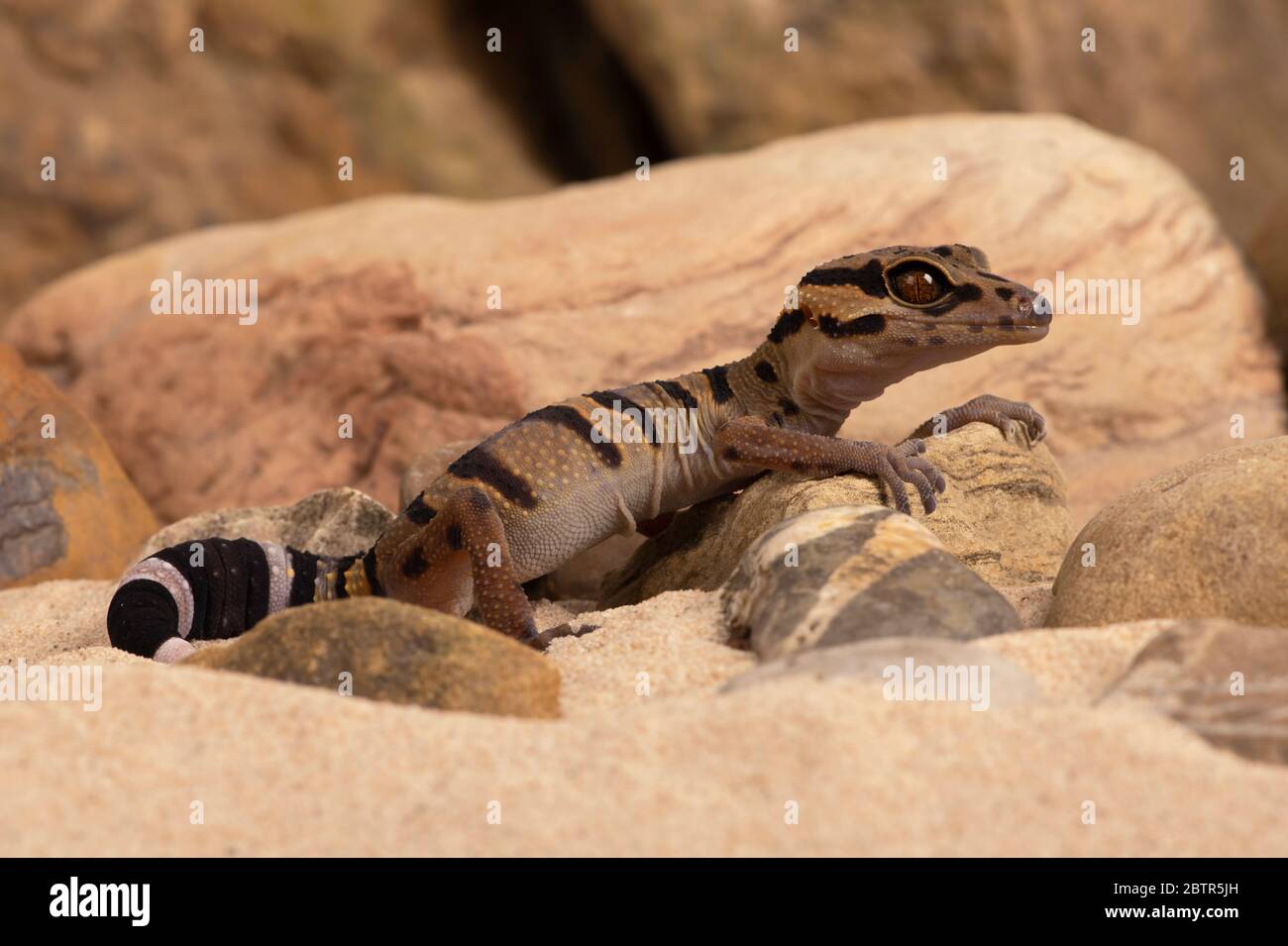 Chinese Tiger Gecko (Goniurosaurus araneus) in rocky desert scene Stock ...