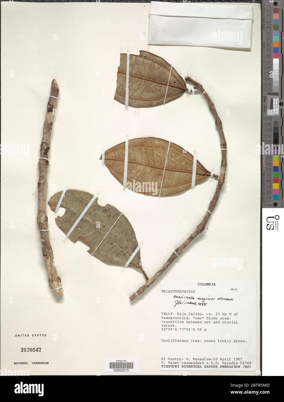 Henriettella hi-res stock photography and images - Alamy