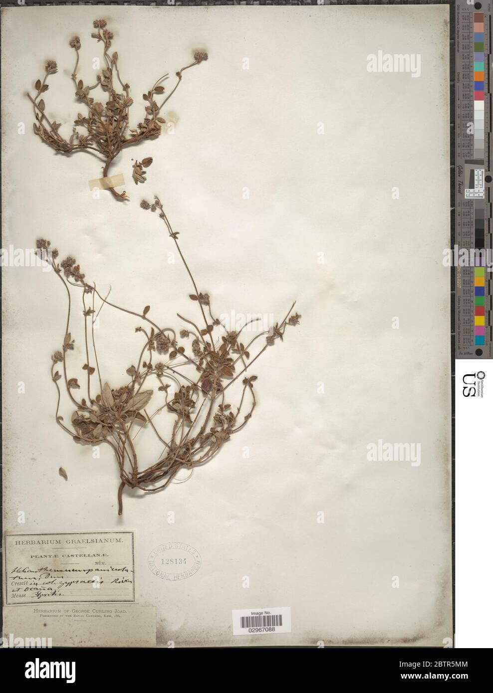 Helianthemum paniculatum Dunal Stock Photo - Alamy