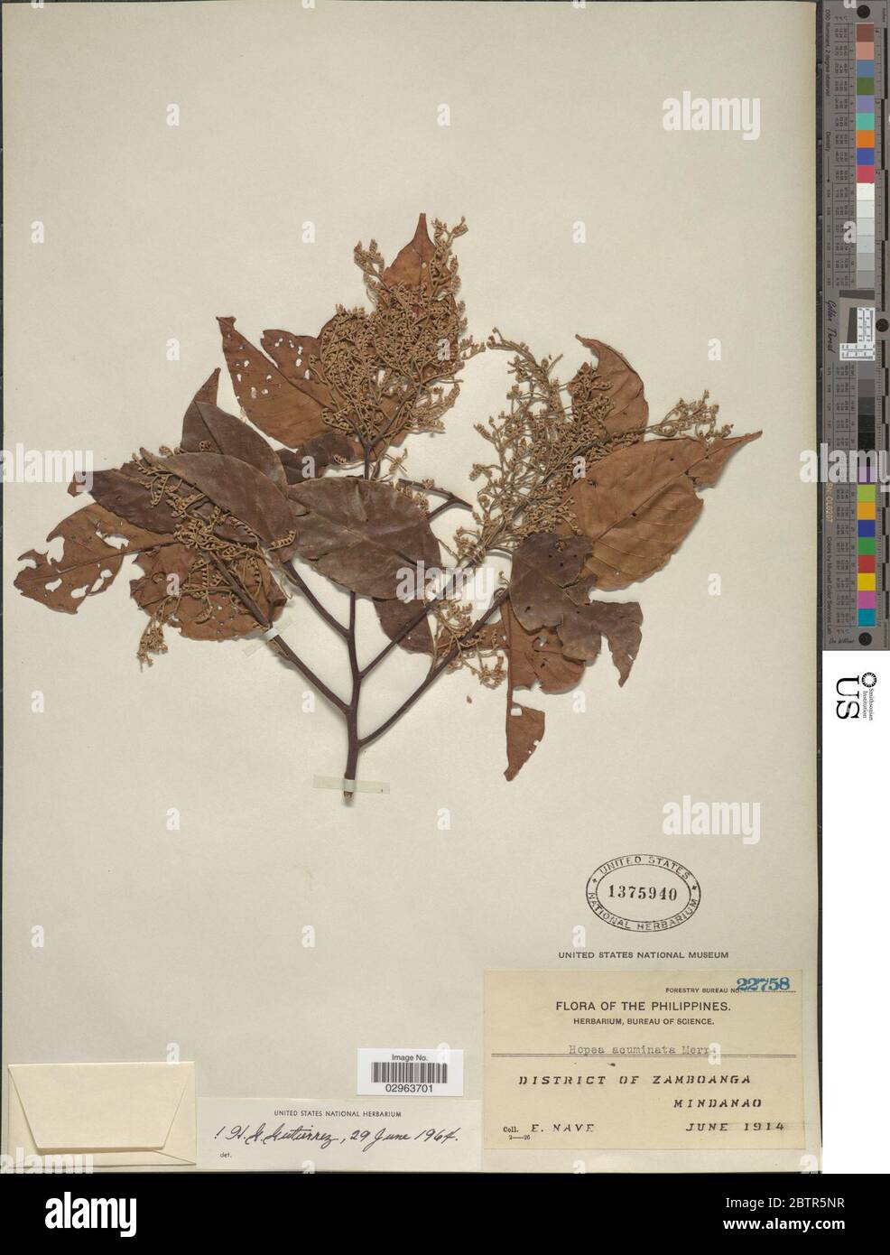 Hopea hi-res stock photography and images - Alamy