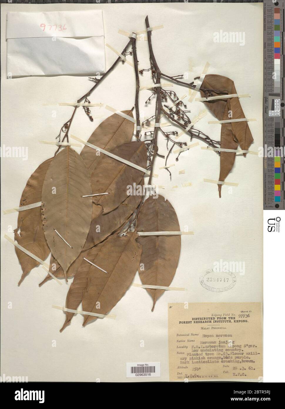 Hopea nervosa RM King Stock Photo - Alamy