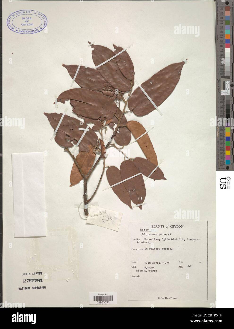 Hopea hi-res stock photography and images - Alamy