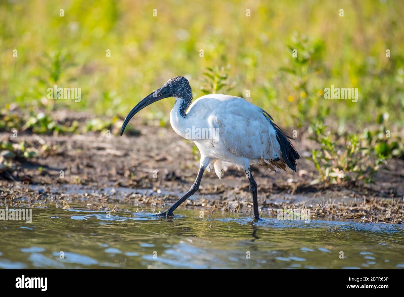 African sacred ibis from Masai Mara Stock Photo - Alamy