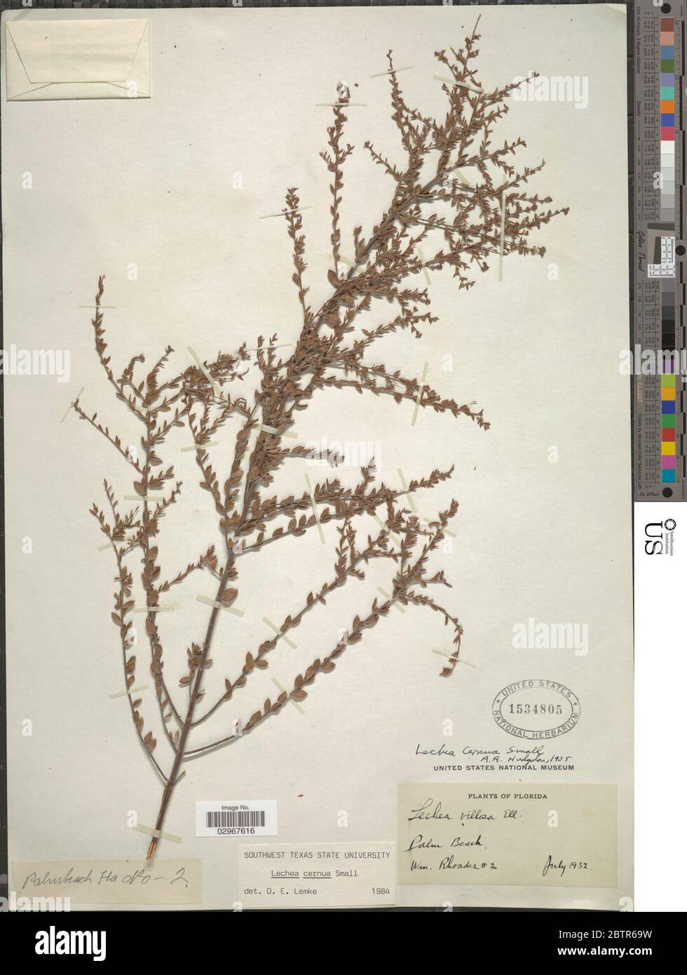 Lechea hi-res stock photography and images - Alamy