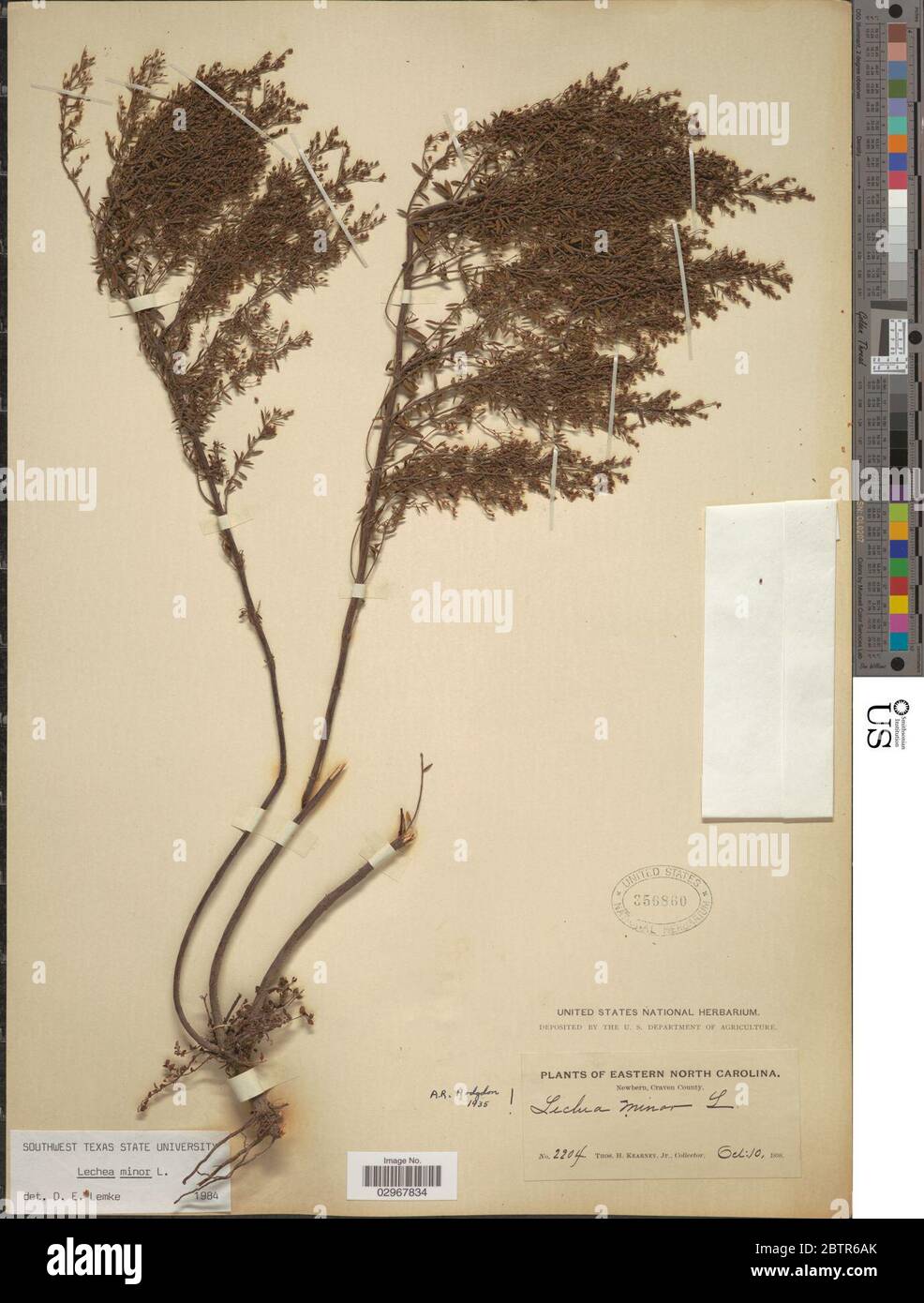 Lechea minor L Stock Photo - Alamy