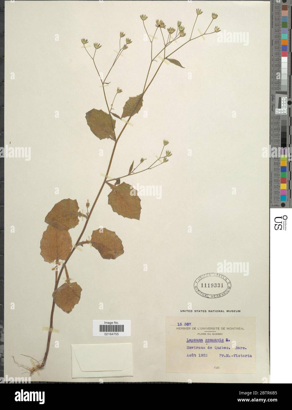 Communis lapsana hi-res stock photography and images - Alamy