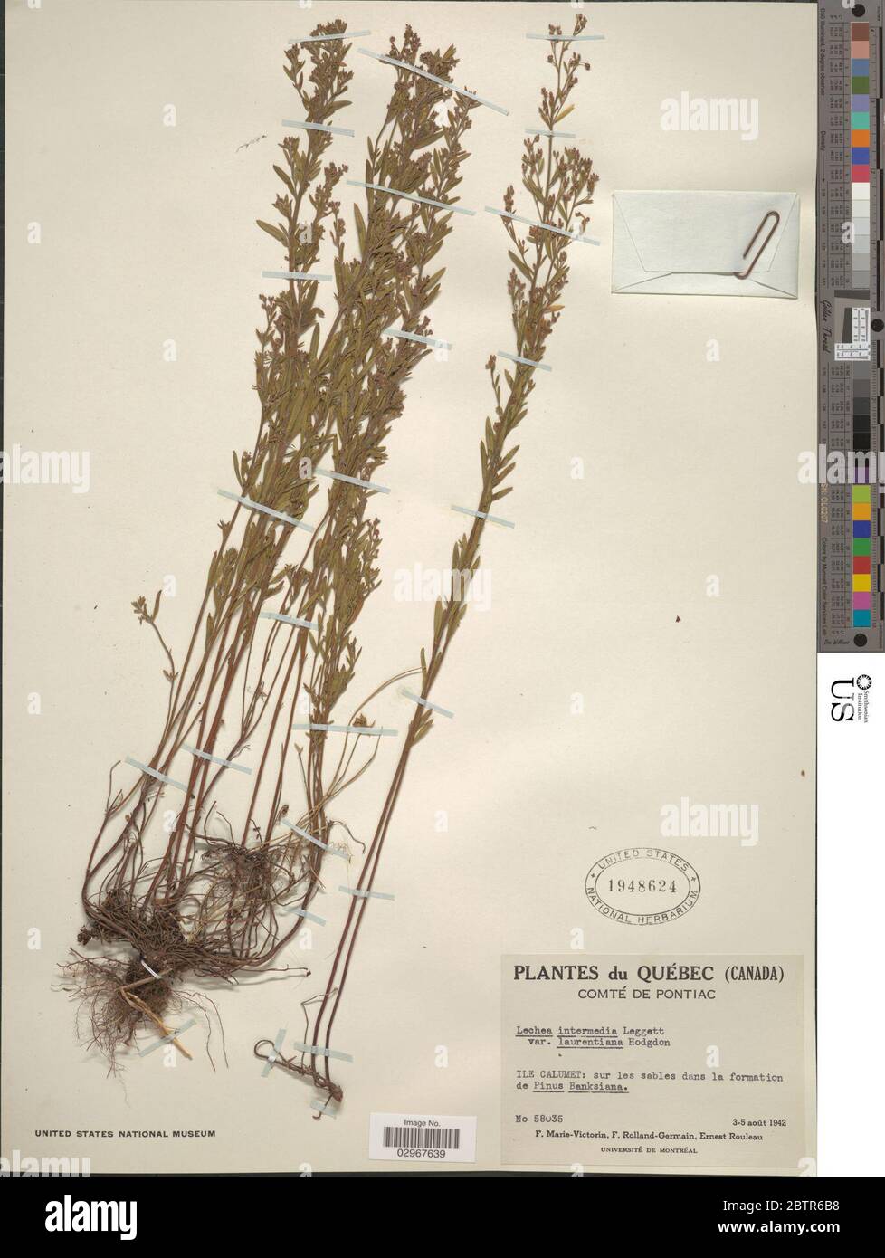 Lechea hi-res stock photography and images - Alamy