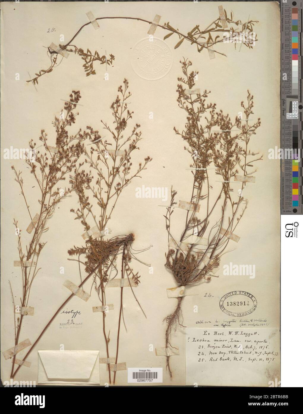 Lechea hi-res stock photography and images - Alamy