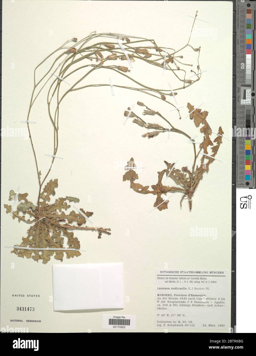 Launaea nudicaulis L Hook f Stock Photo - Alamy