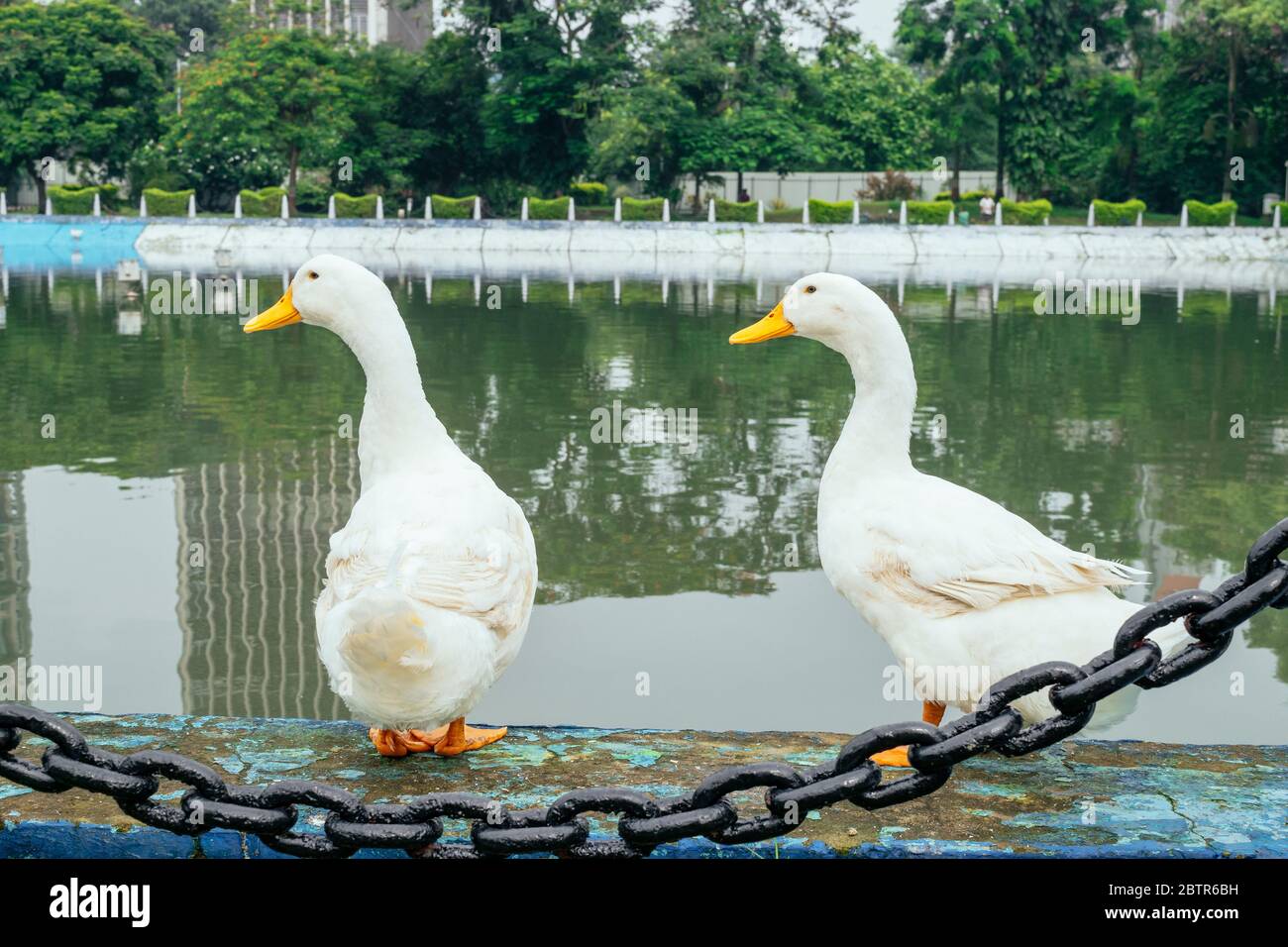 Two white ducks hi-res stock photography and images - Alamy