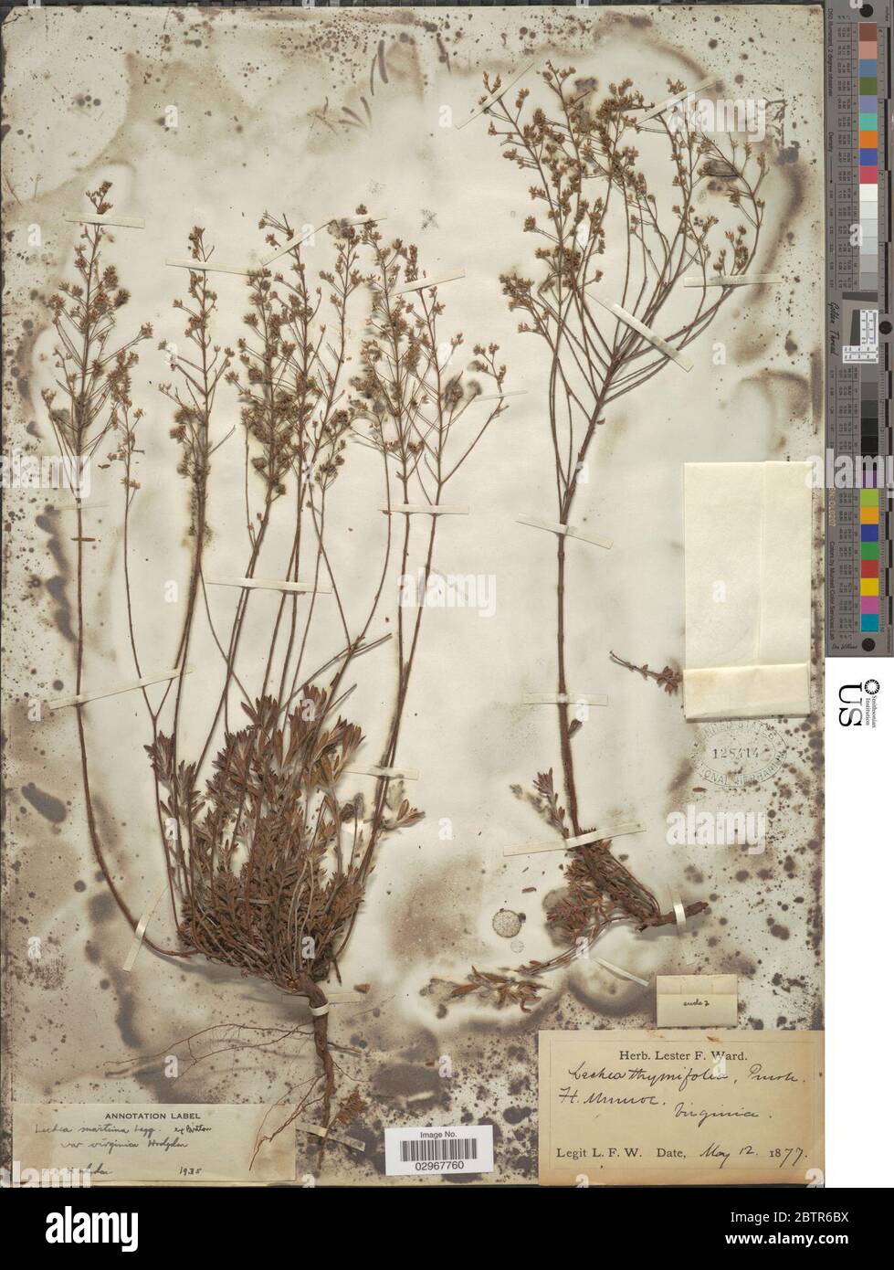 Lechea maritima var virginica Stock Photo - Alamy