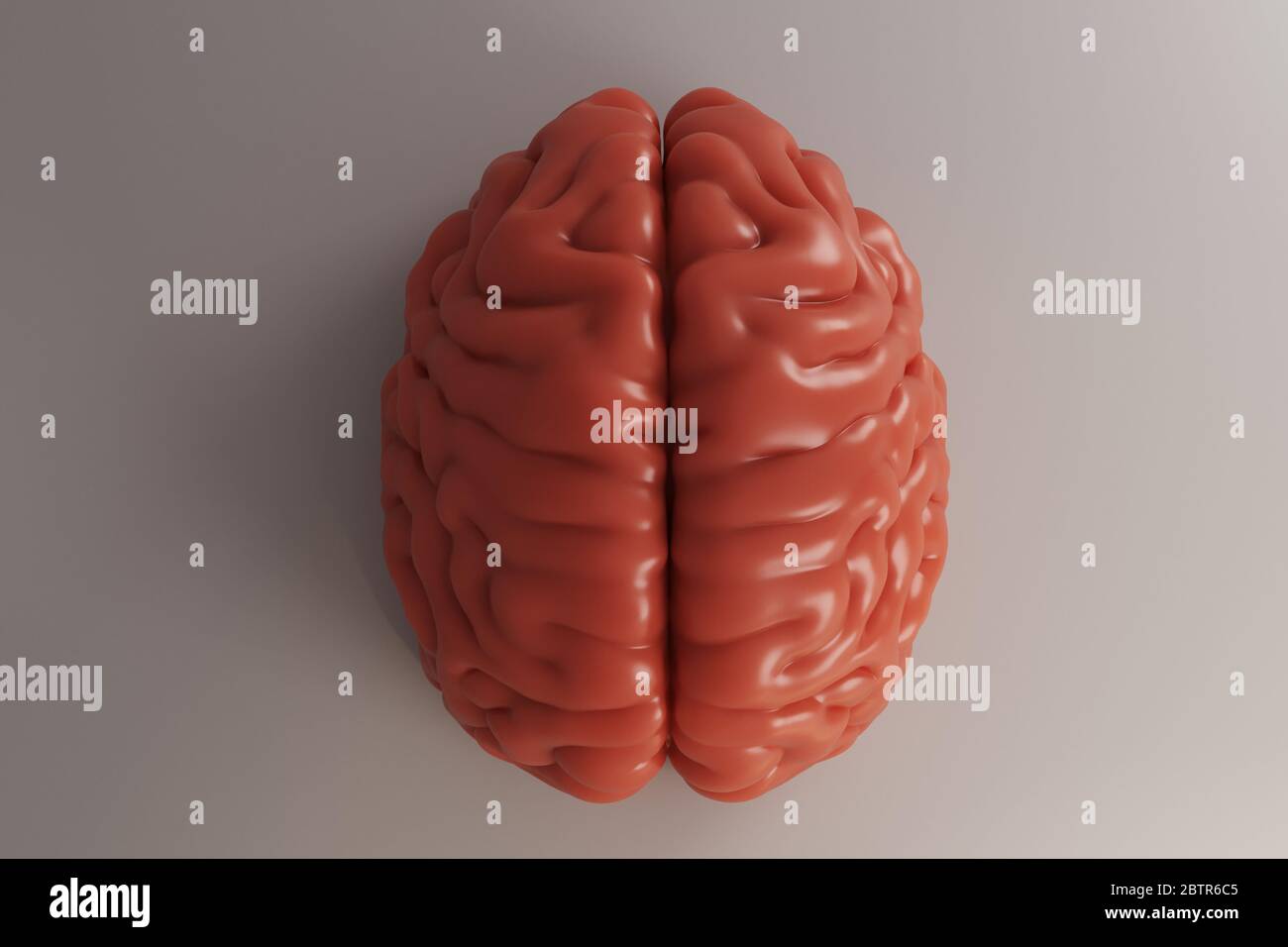 Brains anatomy hi-res stock photography and images - Alamy