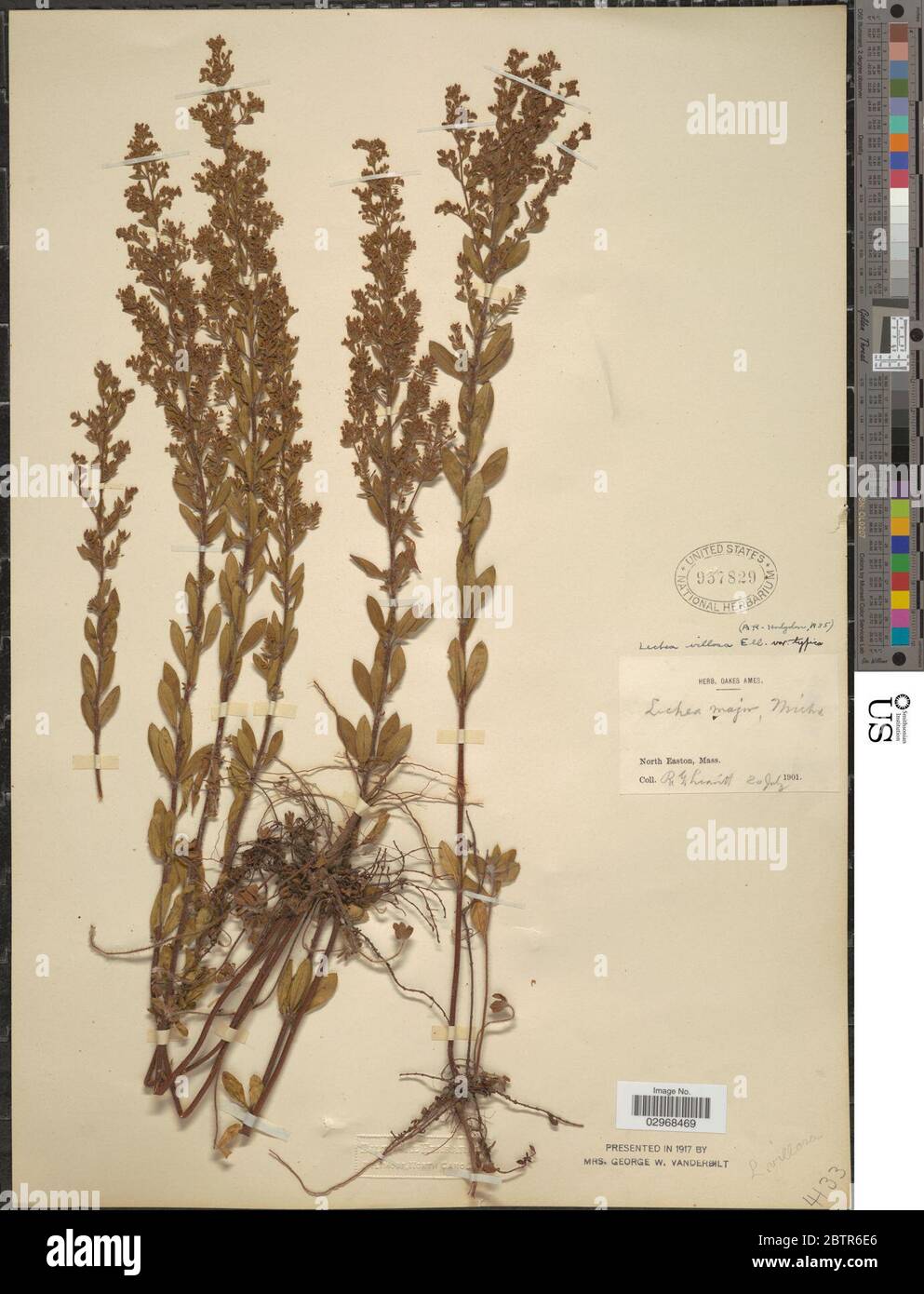 Lechea hi-res stock photography and images - Alamy