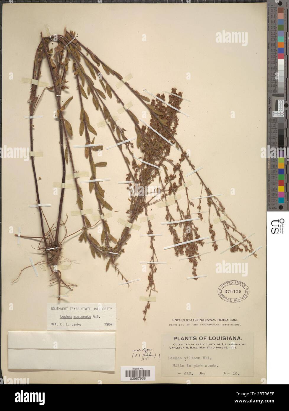 Lechea mucronata Raf Stock Photo - Alamy