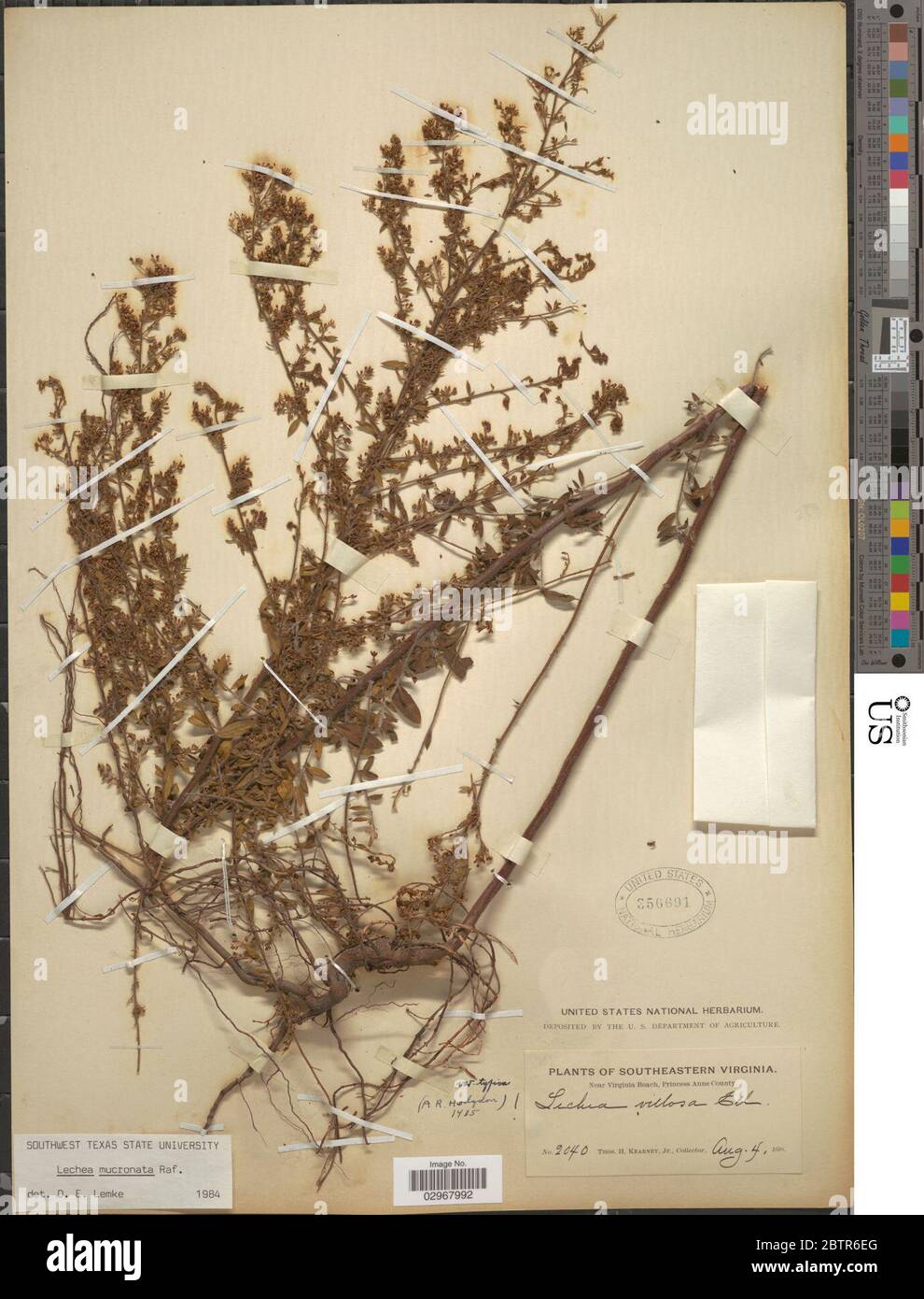 Lechea hi-res stock photography and images - Alamy