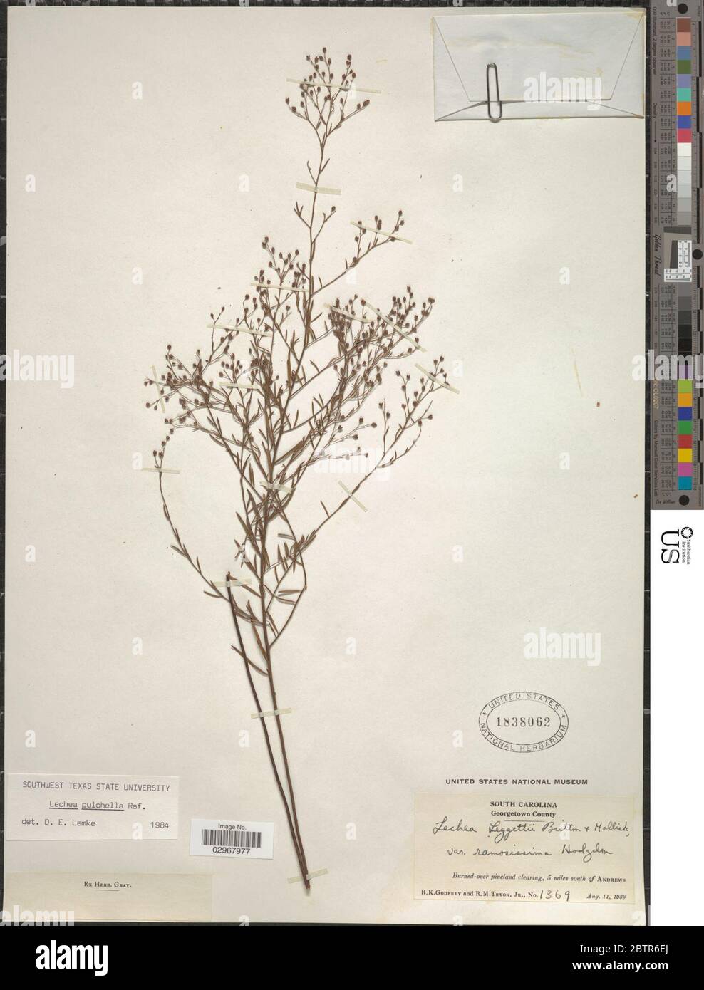 Lechea pulchella Raf Stock Photo - Alamy