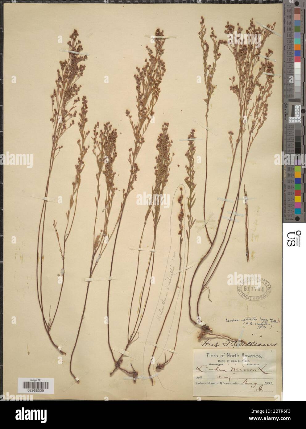 Lechea stricta Legg Stock Photo - Alamy