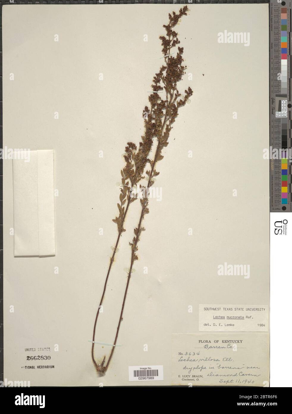 Lechea hi-res stock photography and images - Alamy