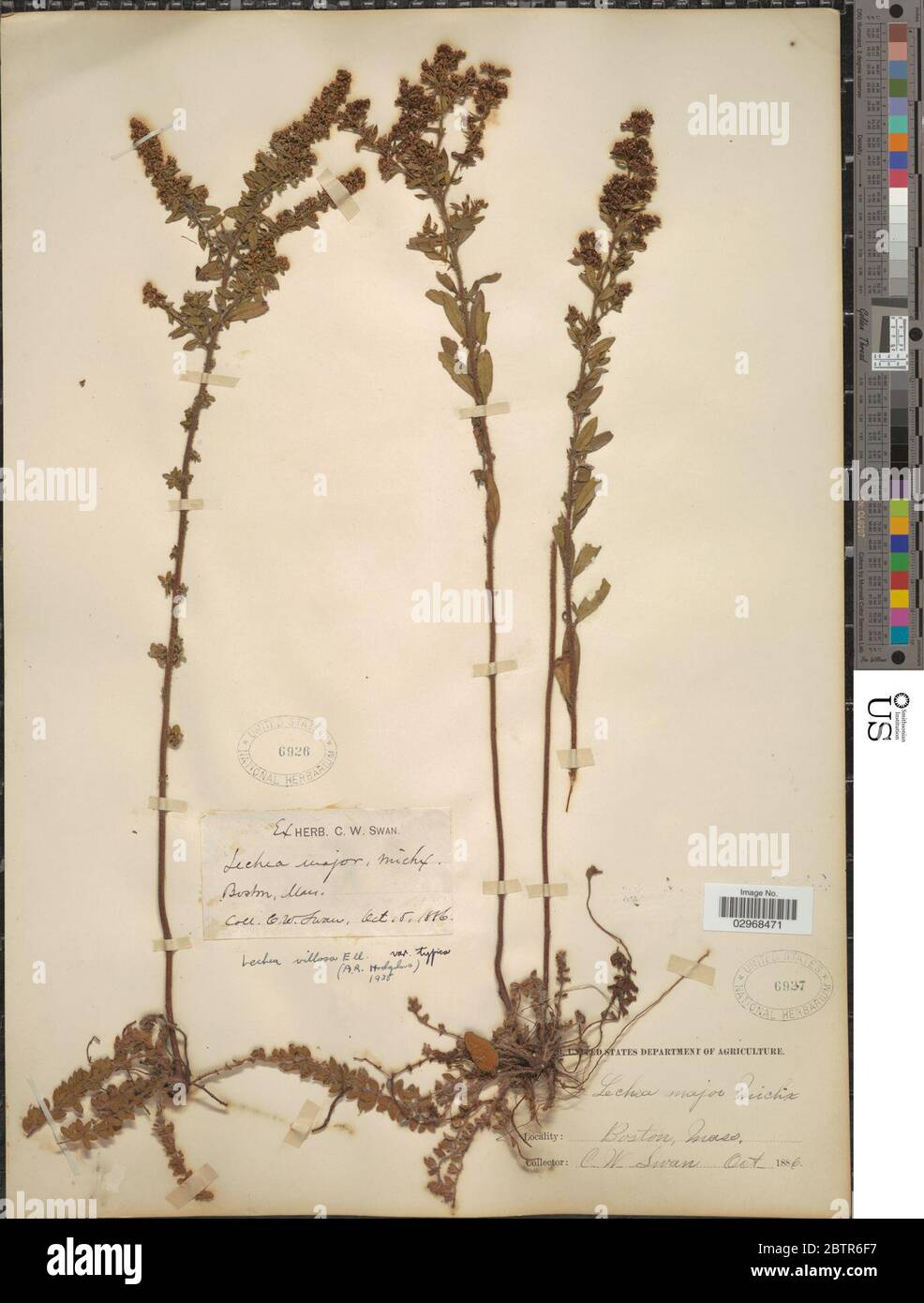 Lechea hi-res stock photography and images - Alamy