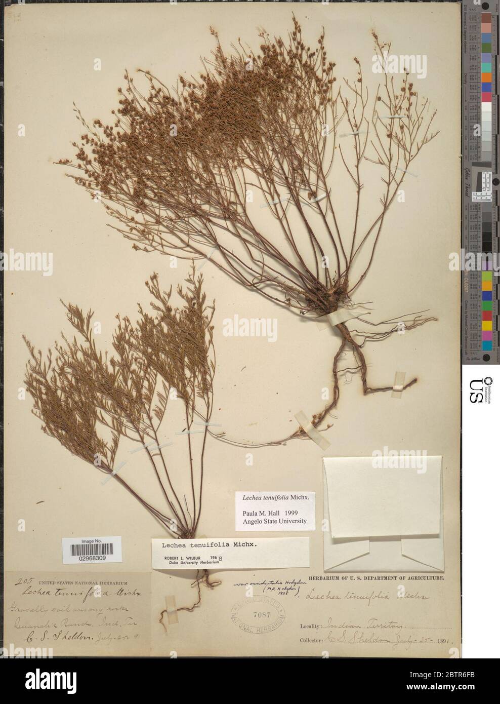 Lechea tenuifolia Michx Stock Photo - Alamy