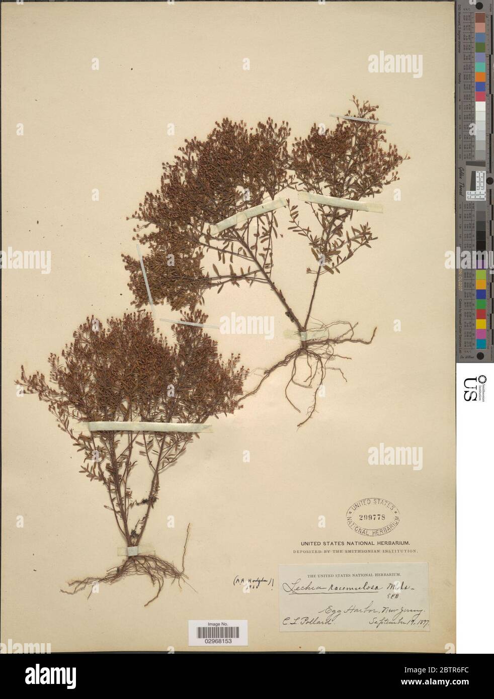 Lechea hi-res stock photography and images - Alamy